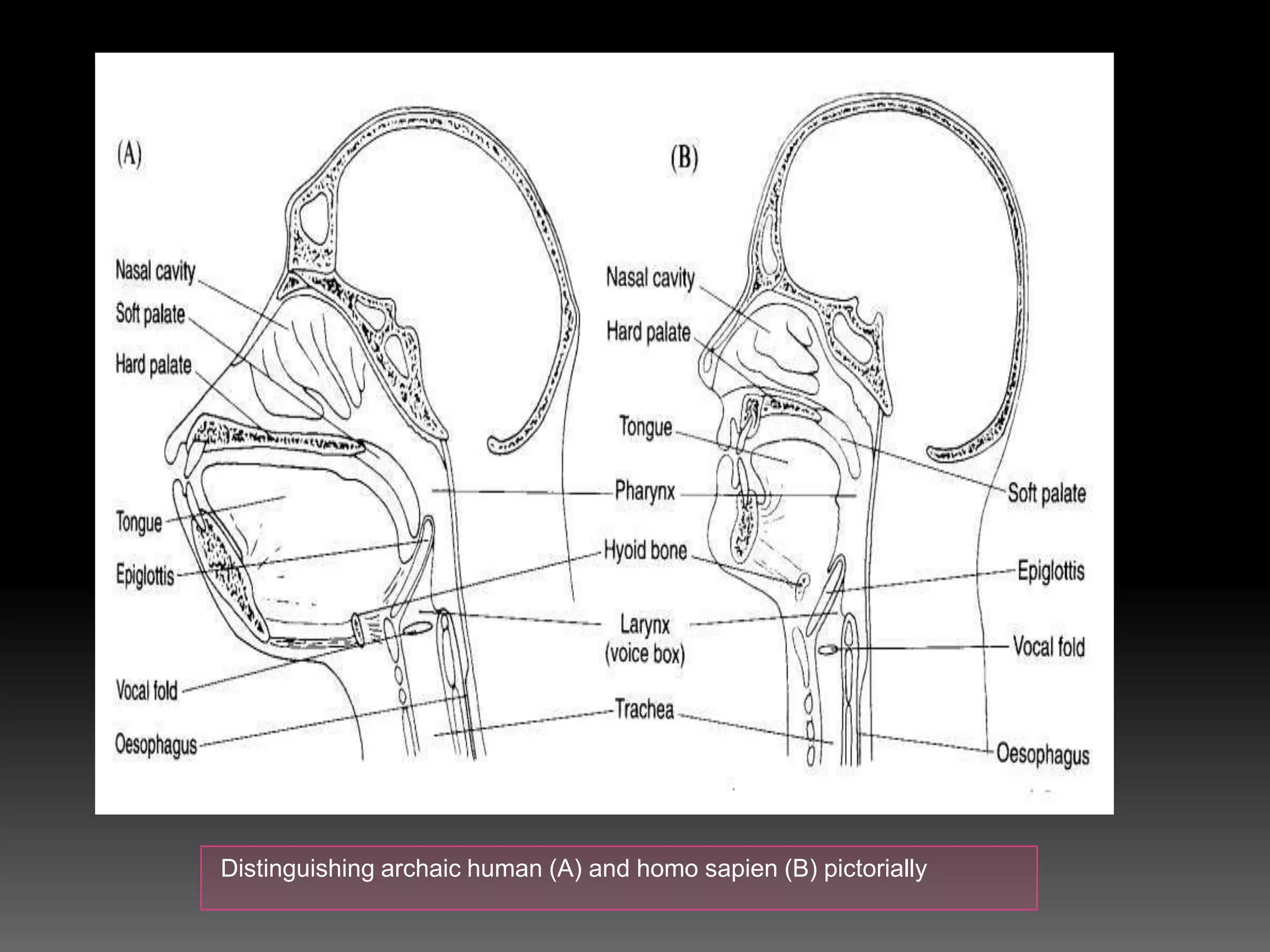 The physical adaptation source | PPTX