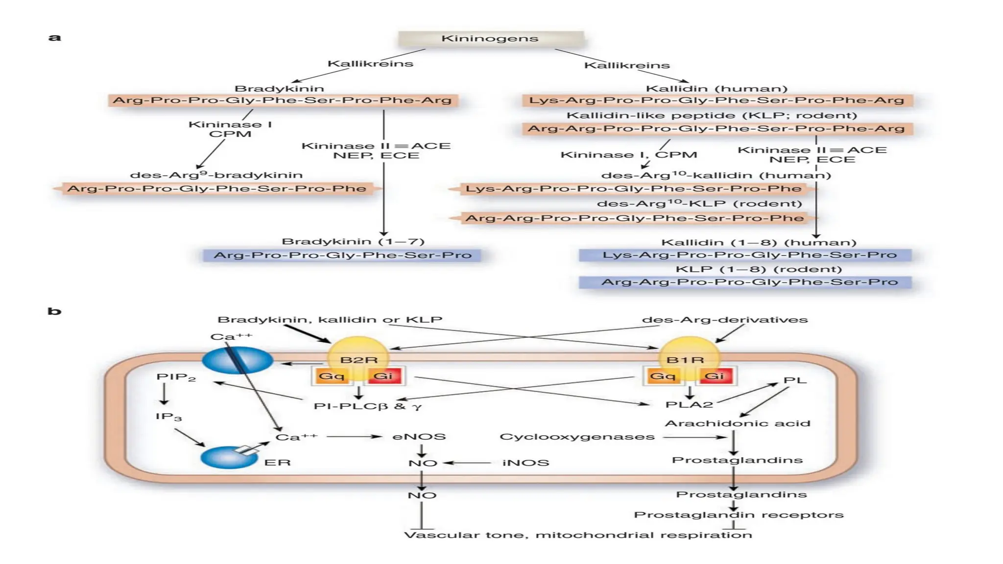 The Physiological And Pathological Role Of Kinins | PPTX