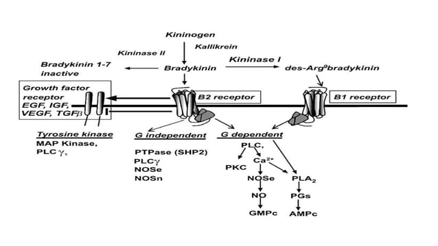 The Physiological And Pathological Role Of Kinins | PPTX
