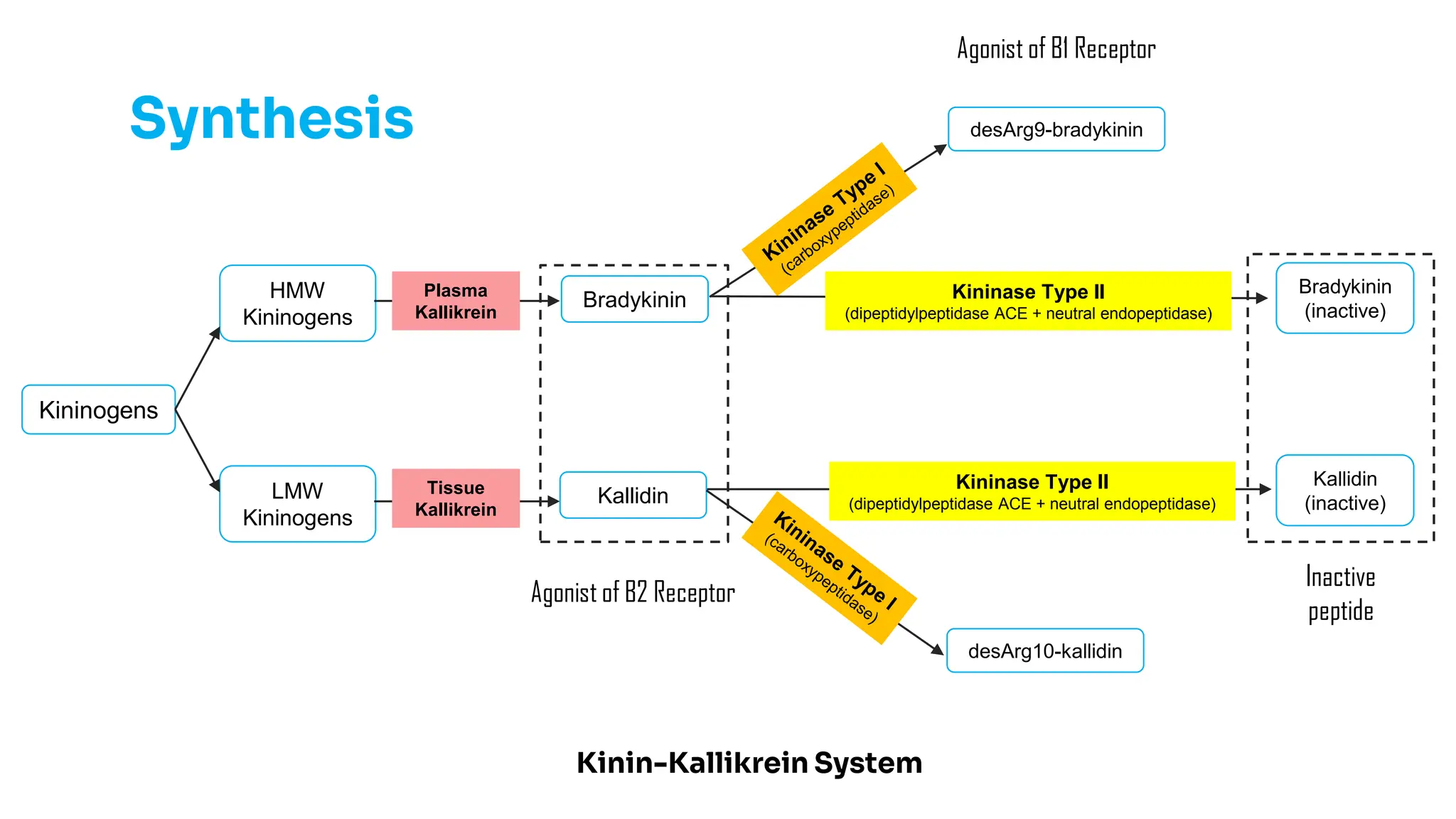 The Physiological and Pathophysiological Role of KININS.pptx