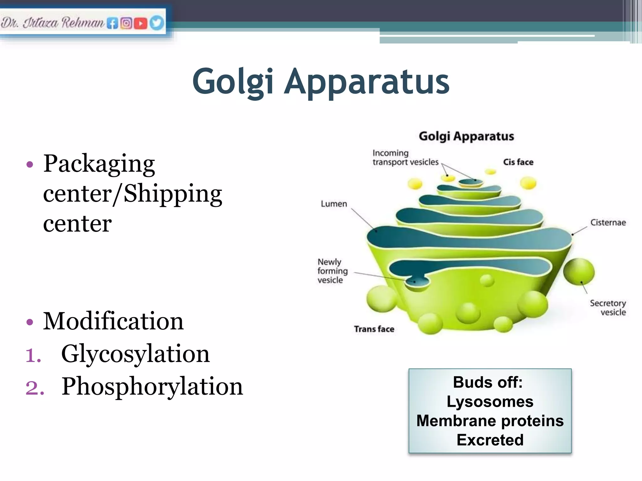 The Physiological role of cell organelles.pptx