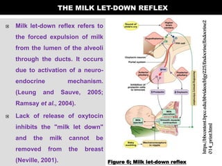 The physiology of breastfeeding and milk let down | PPTX | Pregnancy | Reproductive Health