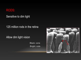 The physiology of human eye | PPT