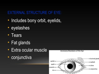 The physiology of human eye | PPT