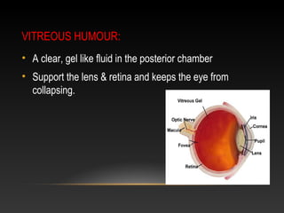 The physiology of human eye | PPT