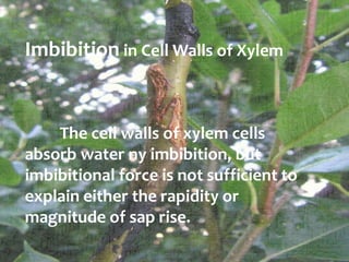 The physiology of stems | PPTX