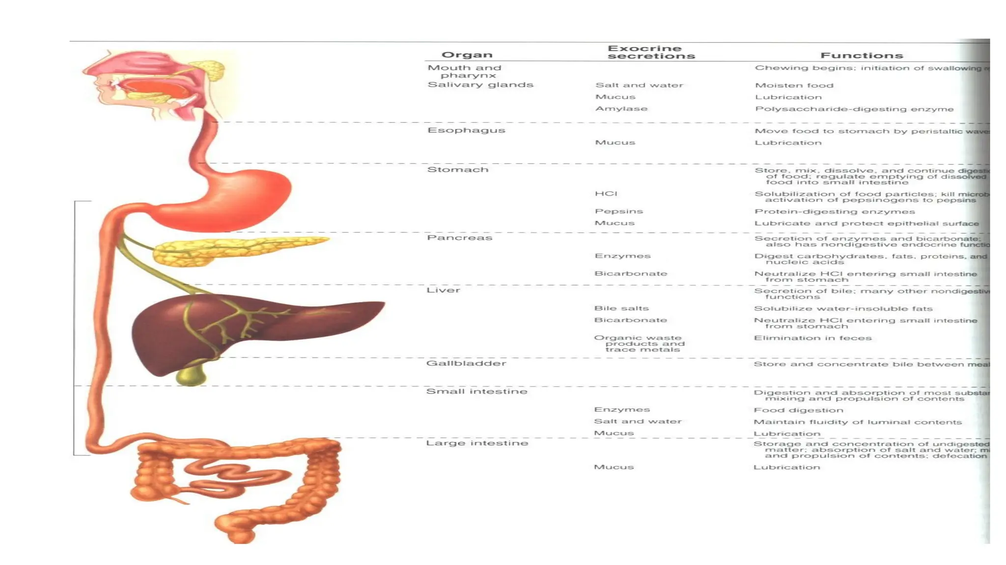 The Physiology of the Gastrointestinal Tract (GIT (complete).pptx