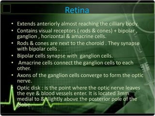 The physiology of vision part 1 | PPT