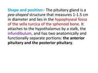 Pituitary Gland- Anatomy and Physiology | PPTX