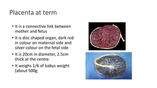 THE PLACENTA (1).pdf