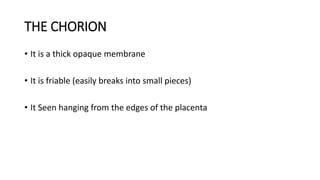 THE PLACENTA (1).pdf