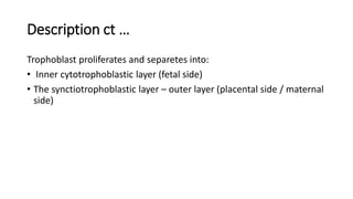 THE PLACENTA (1).pdf