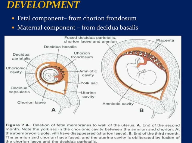 theplacentaandfetalmembranes-150818091316-lva1-app6892.pdf