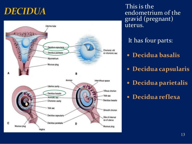 Chorionic Plate