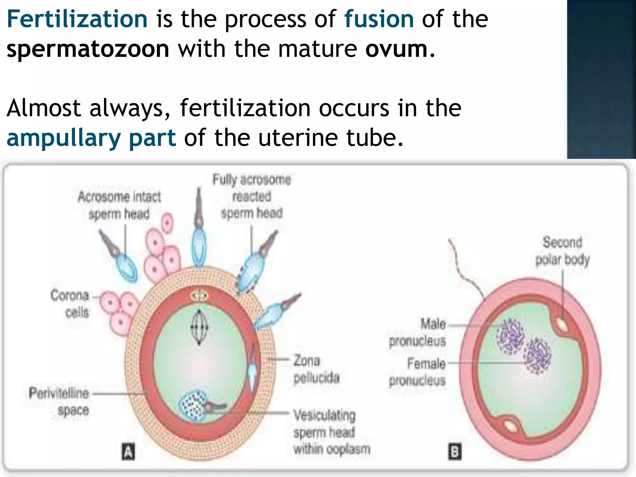 The Placenta and Fetal Membranes.pptx