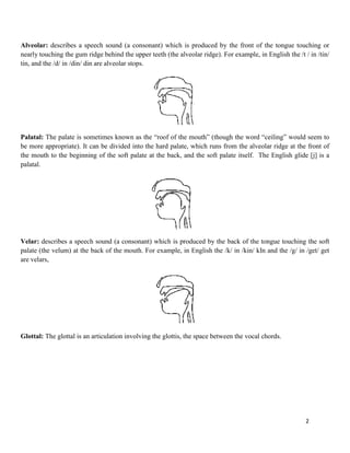The place of articularors | DOCX