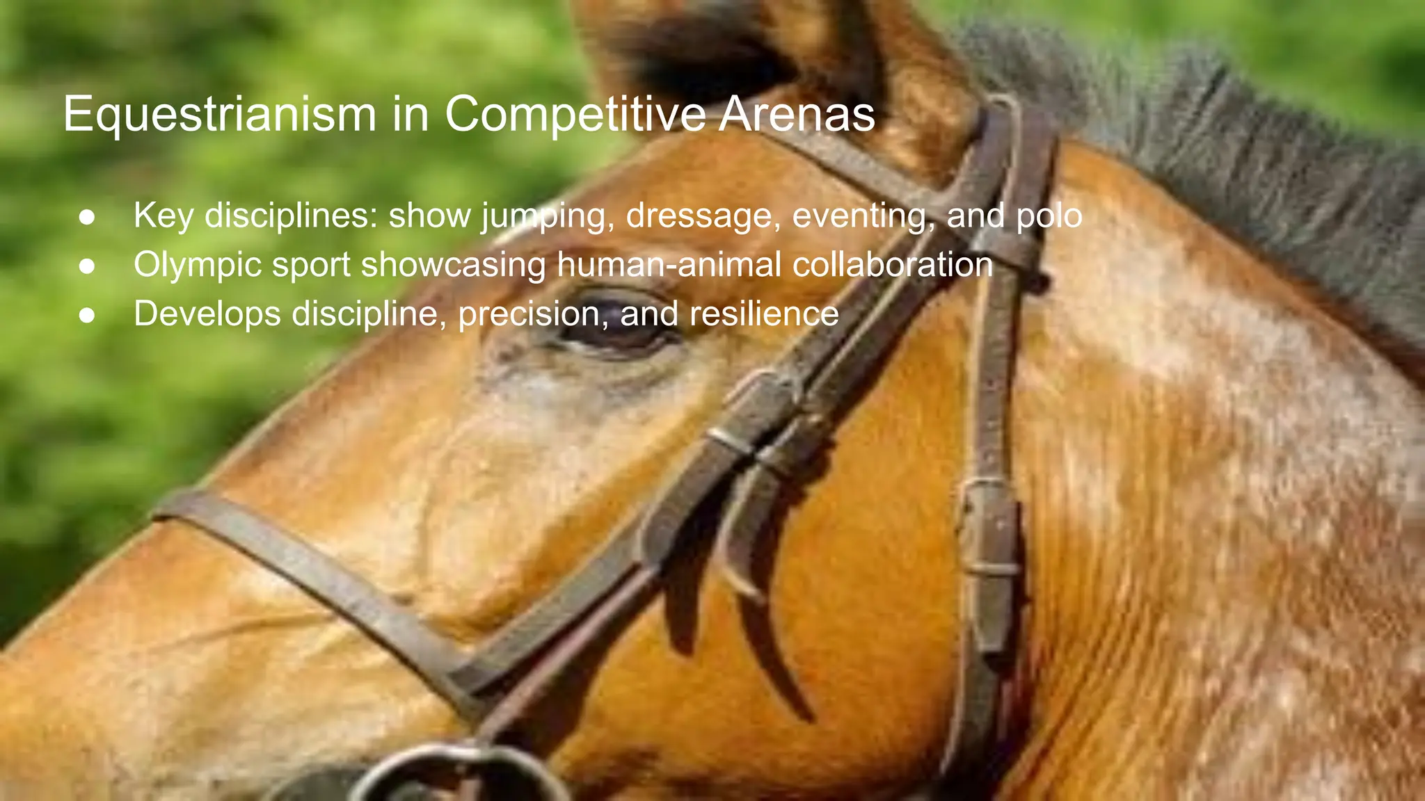 The Place of Equestrianism in the Modern World | PDF