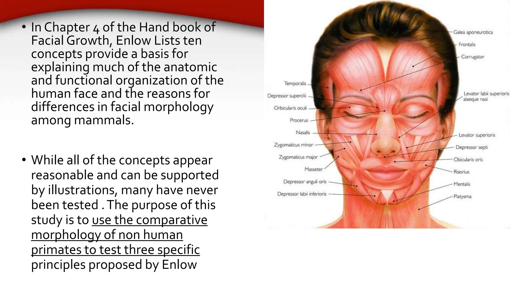 The Plan of the Human Face in orthodontics .pptx