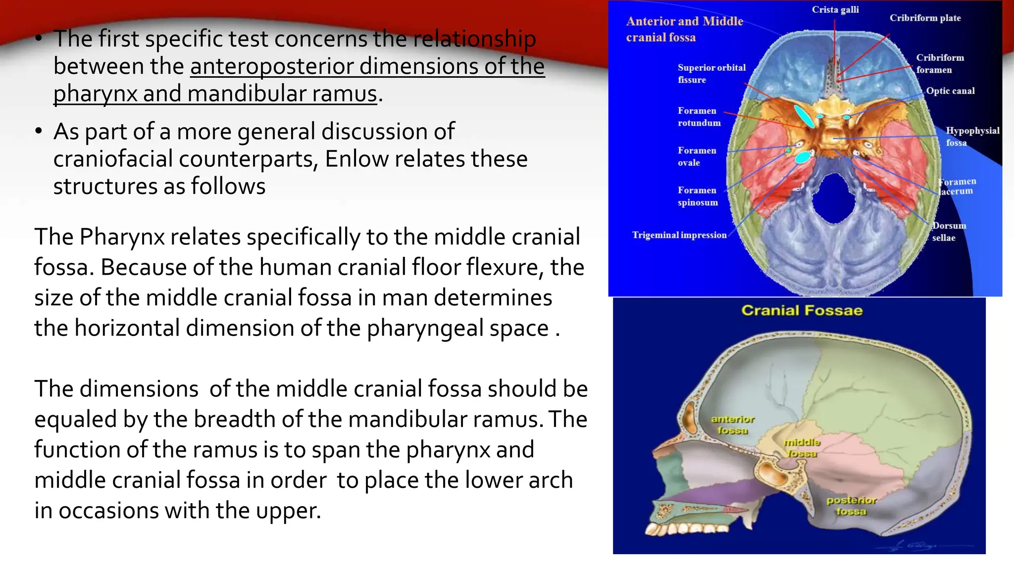 The Plan of the Human Face in orthodontics .pptx