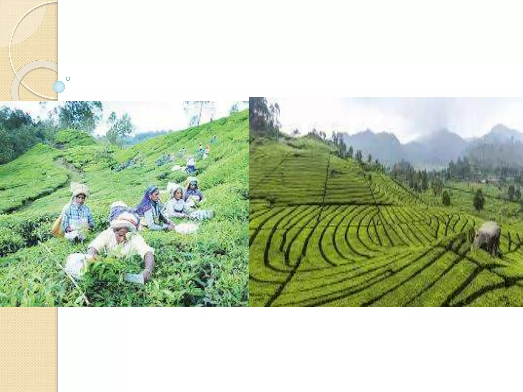 The plantation labour act 1951 | PPTX