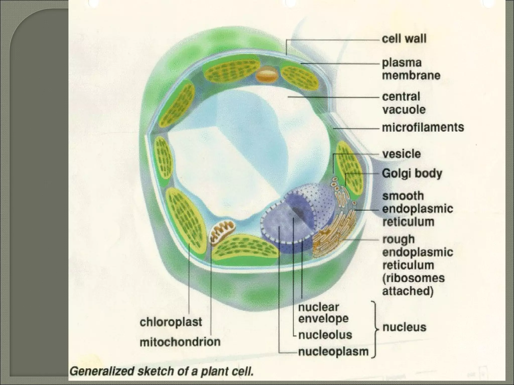 The plant cell | PPT