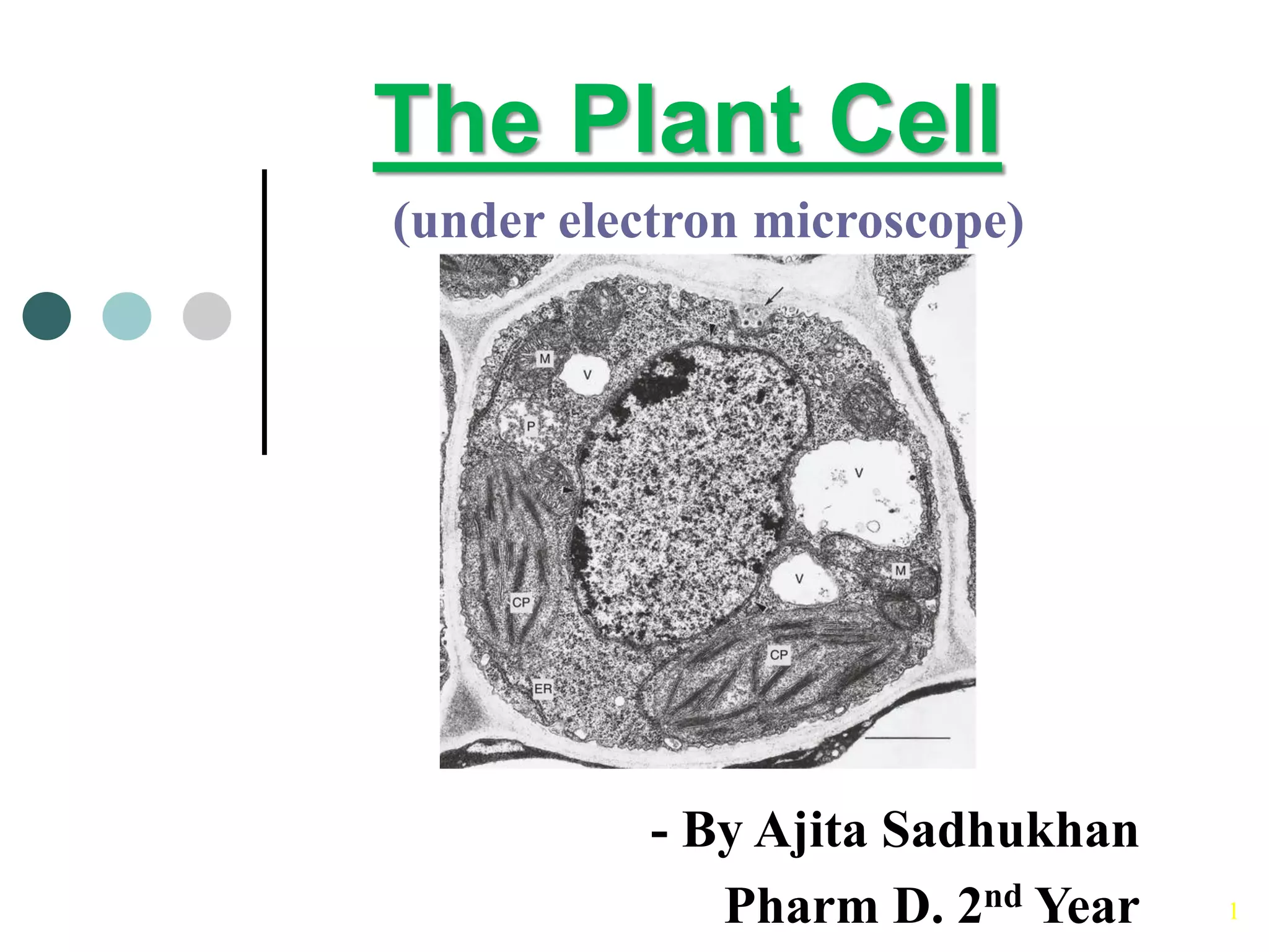 The plant cell | PDF