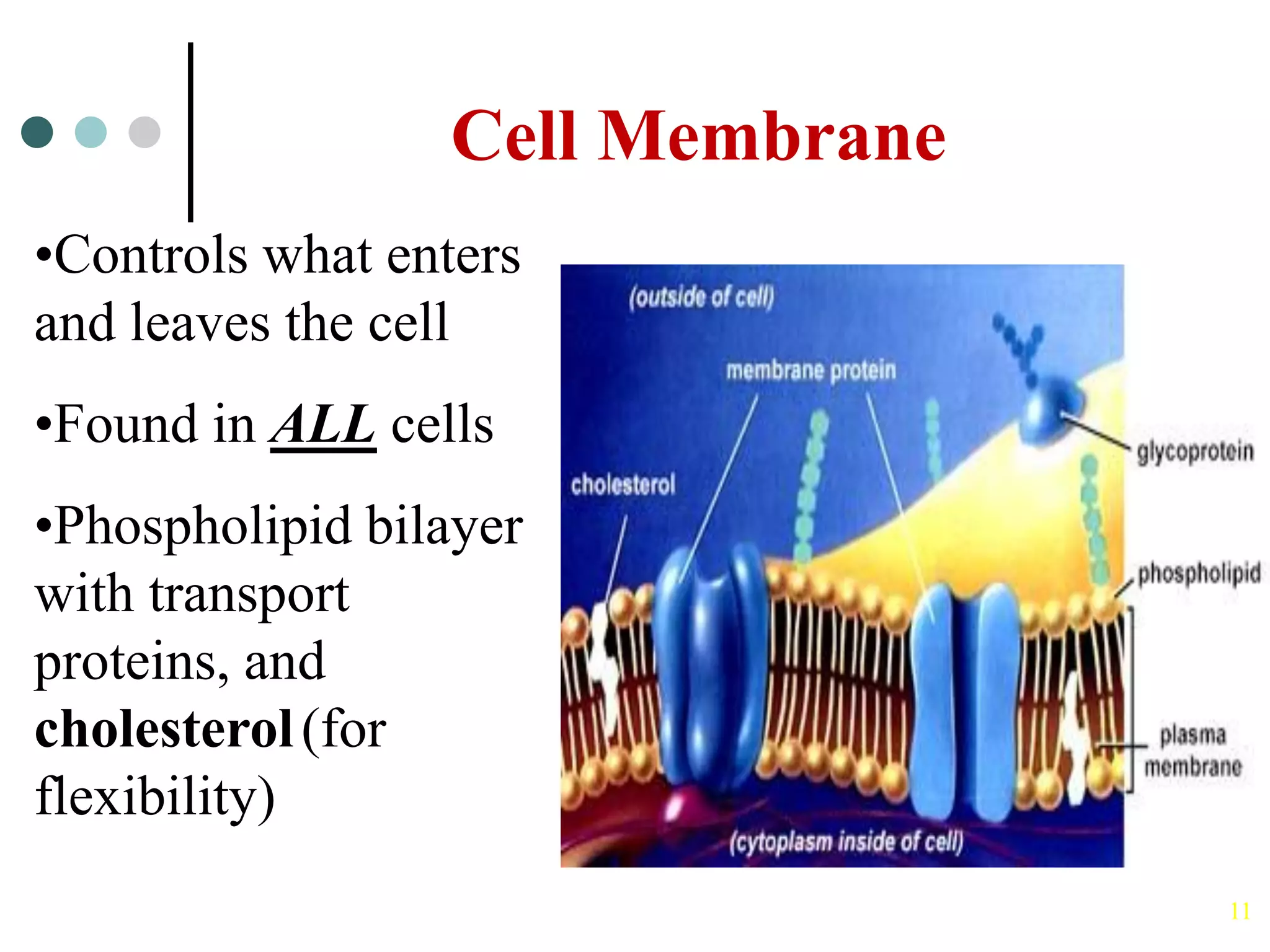 The plant cell | PDF