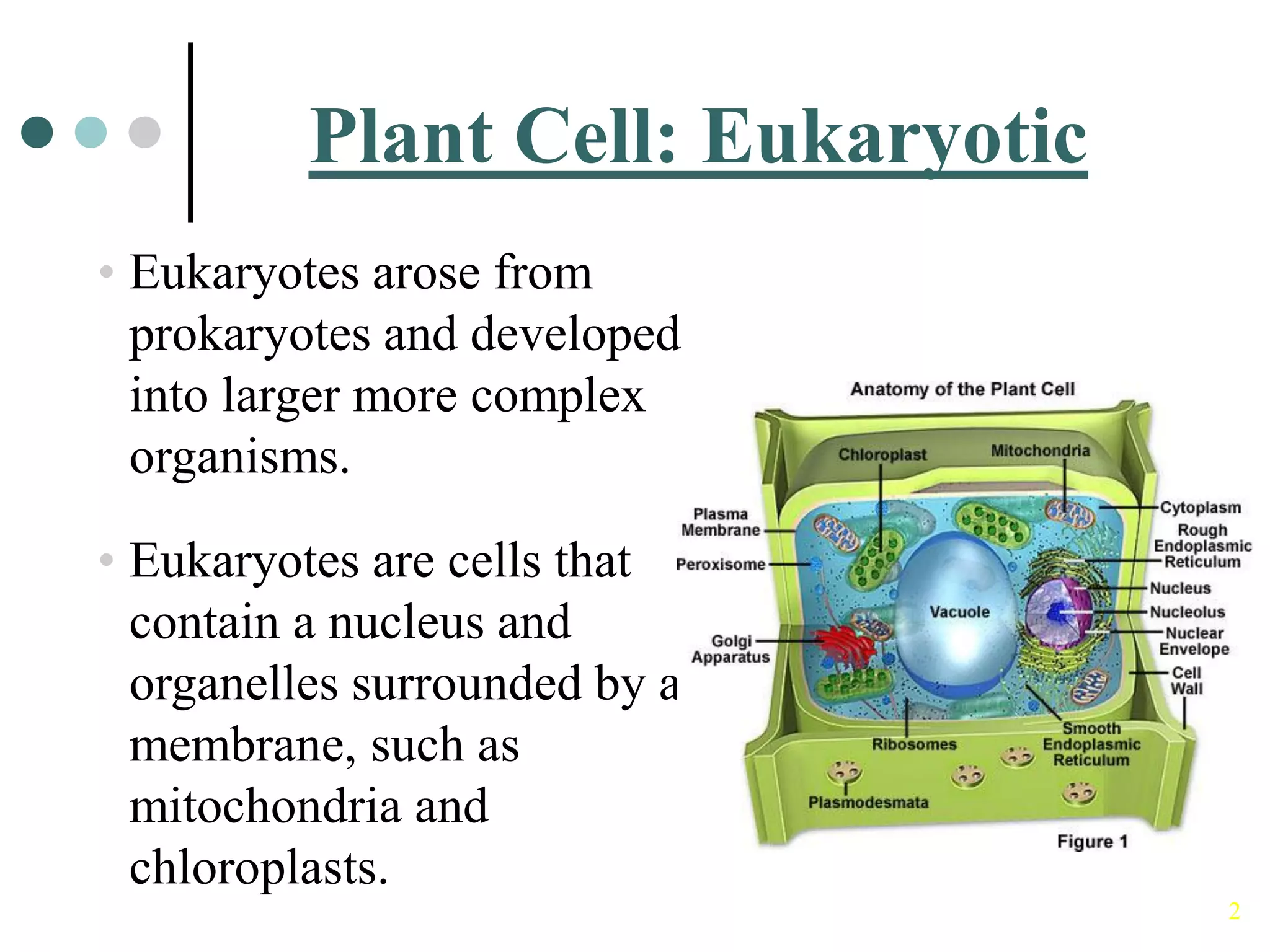 The plant cell | PDF