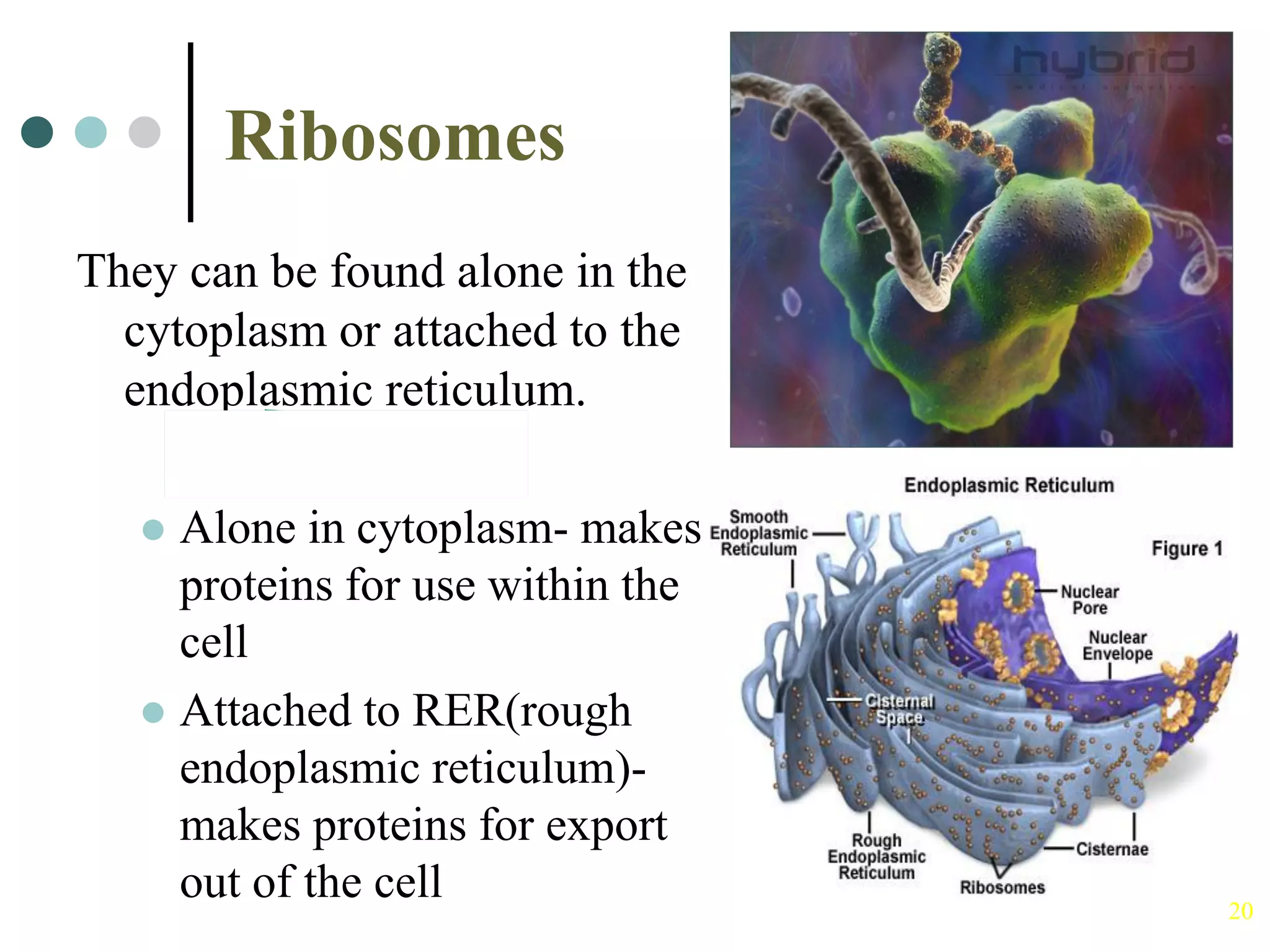 The plant cell | PDF