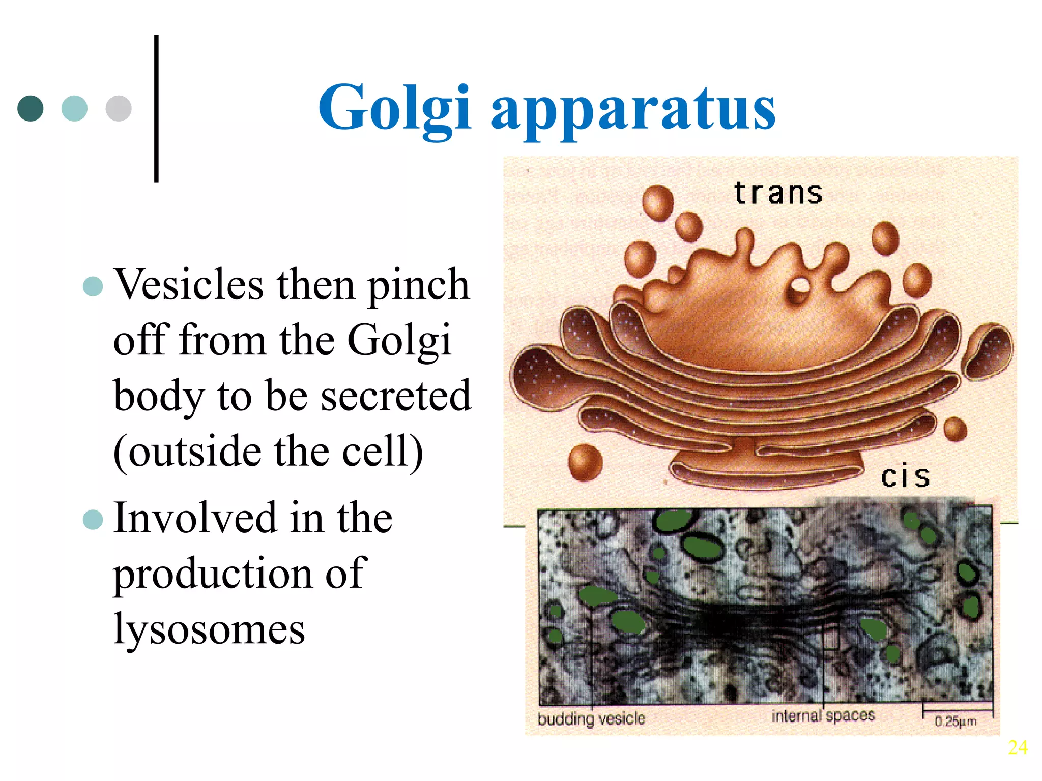 The plant cell | PDF