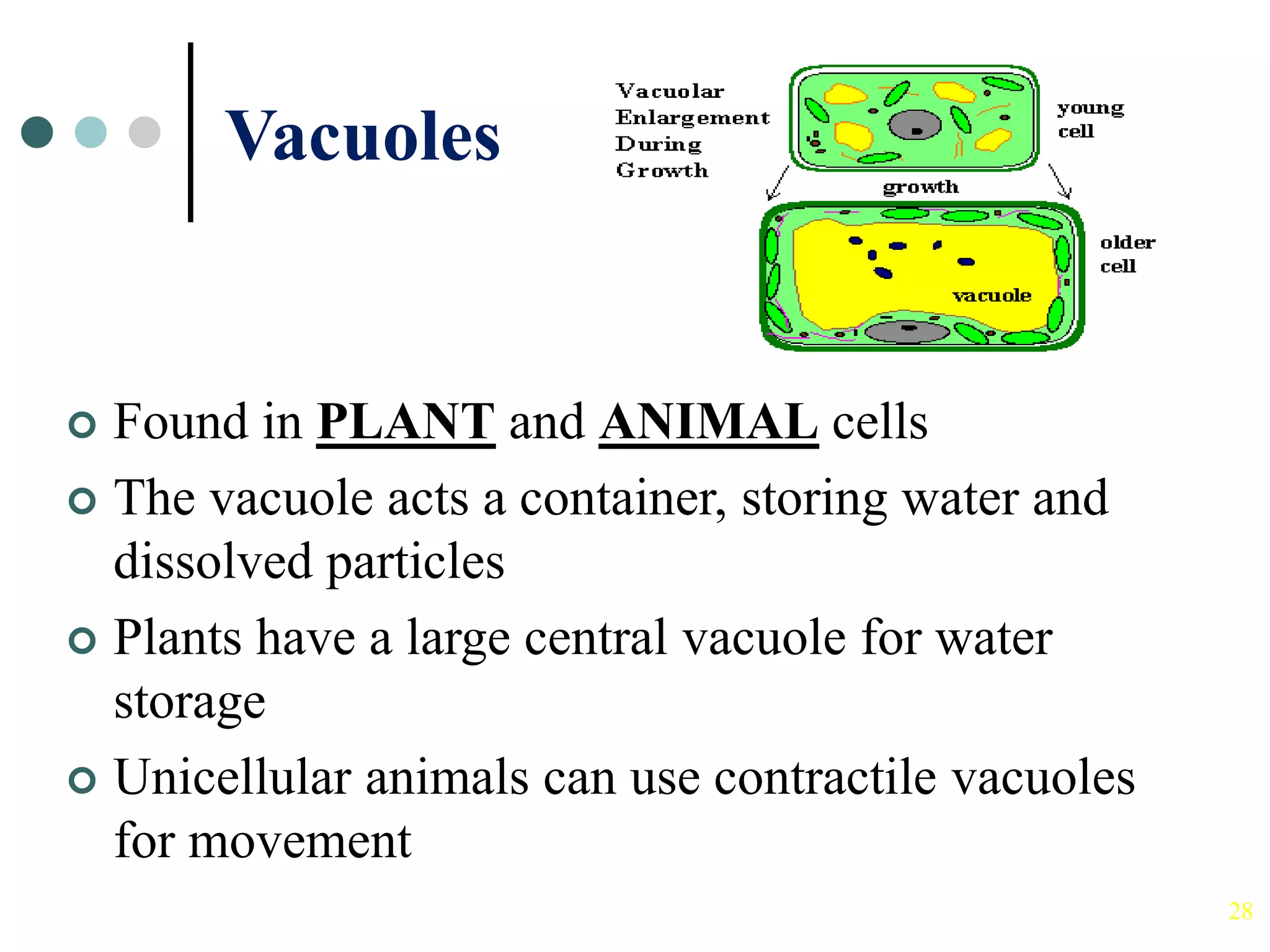 The plant cell | PDF