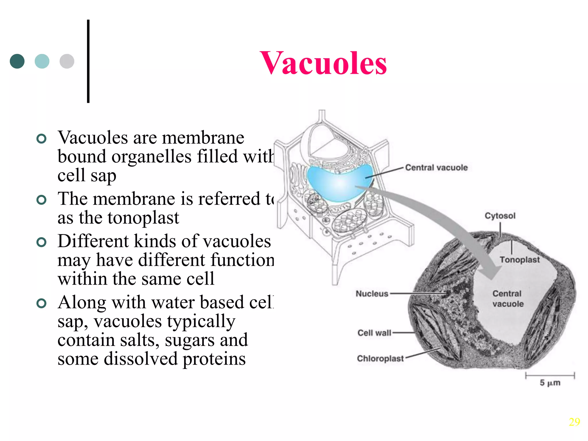 The plant cell | PDF
