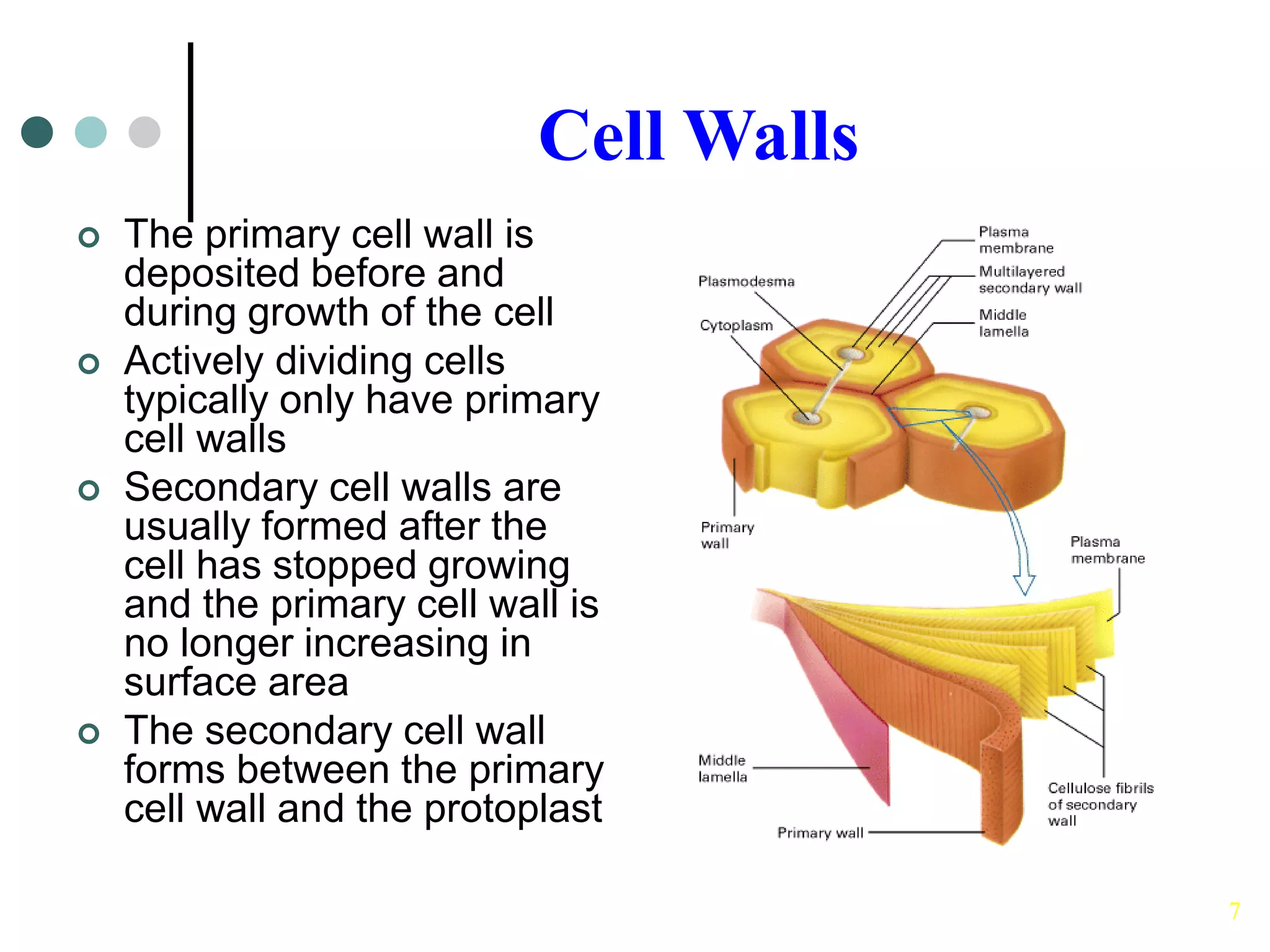 The plant cell | PDF