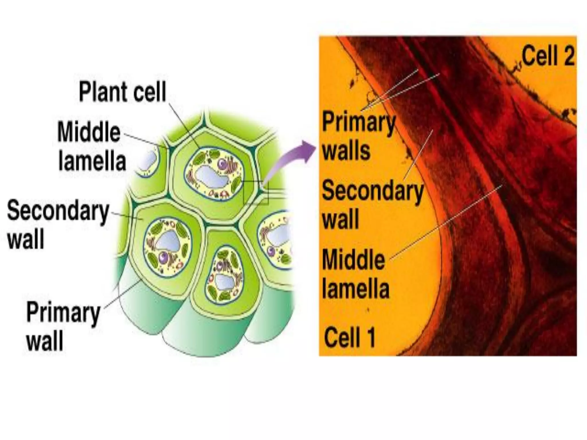The plant cell | PDF