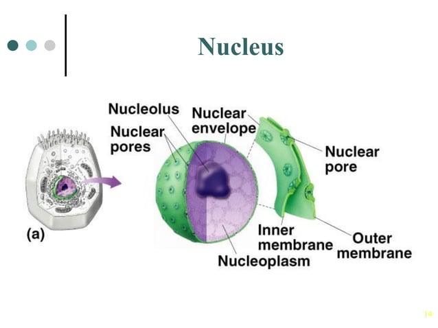 The plant cell | PDF
