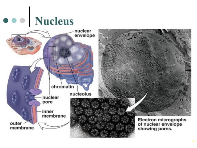 The plant cell | PDF