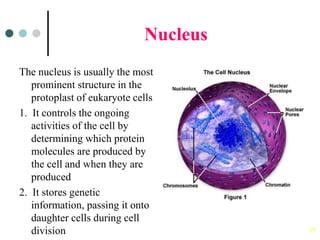 The plant cell | PDF