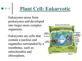 Ppt Plant Cells And Organs Powerpoint Presentation Id 552x626