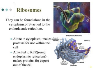 The plant cell | PDF