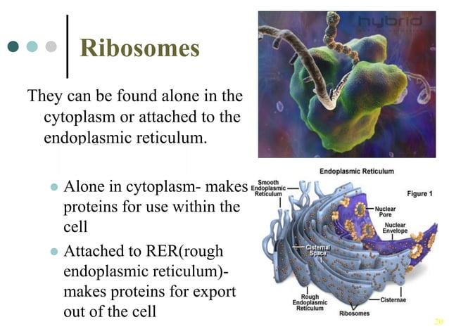 The plant cell | PDF