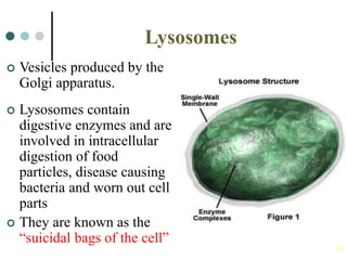 The plant cell | PDF