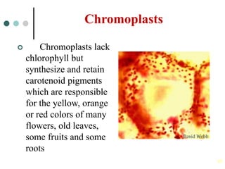 The plant cell | PDF
