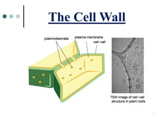 The plant cell | PDF