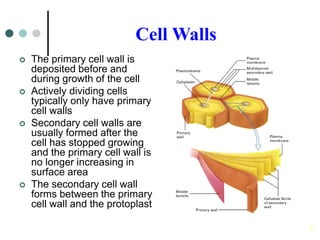 The plant cell | PDF
