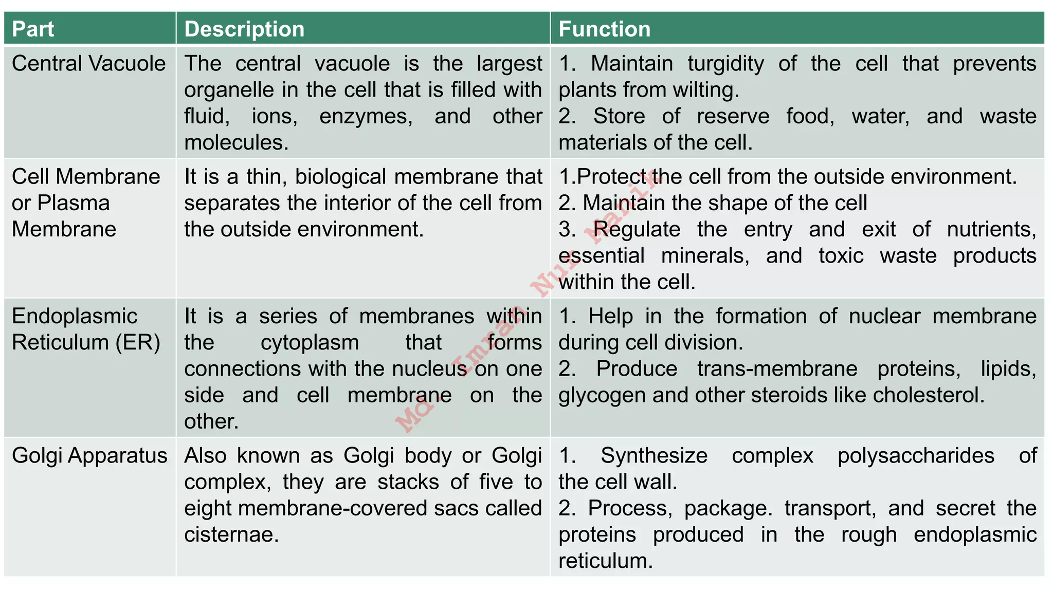 The Plant Cell (Pharmacognosy) MANIK | PDF