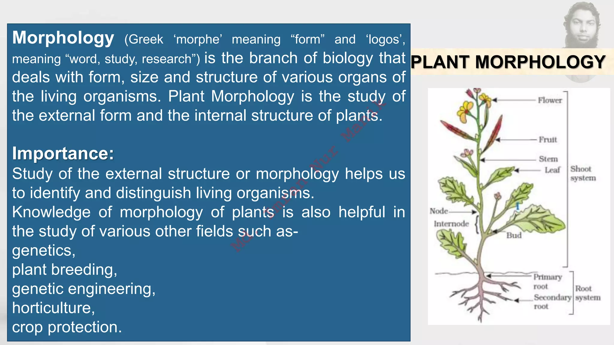 The Plant Cell (Pharmacognosy) MANIK | PDF