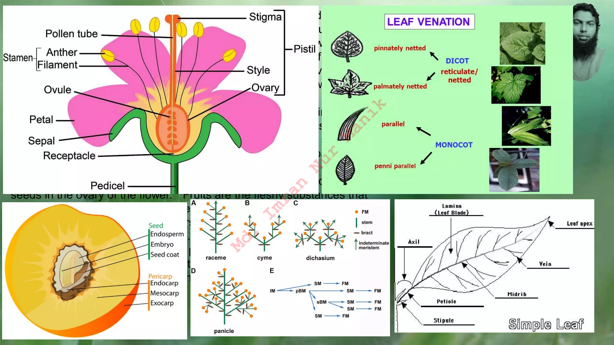 The Plant Cell (Pharmacognosy) MANIK | PDF