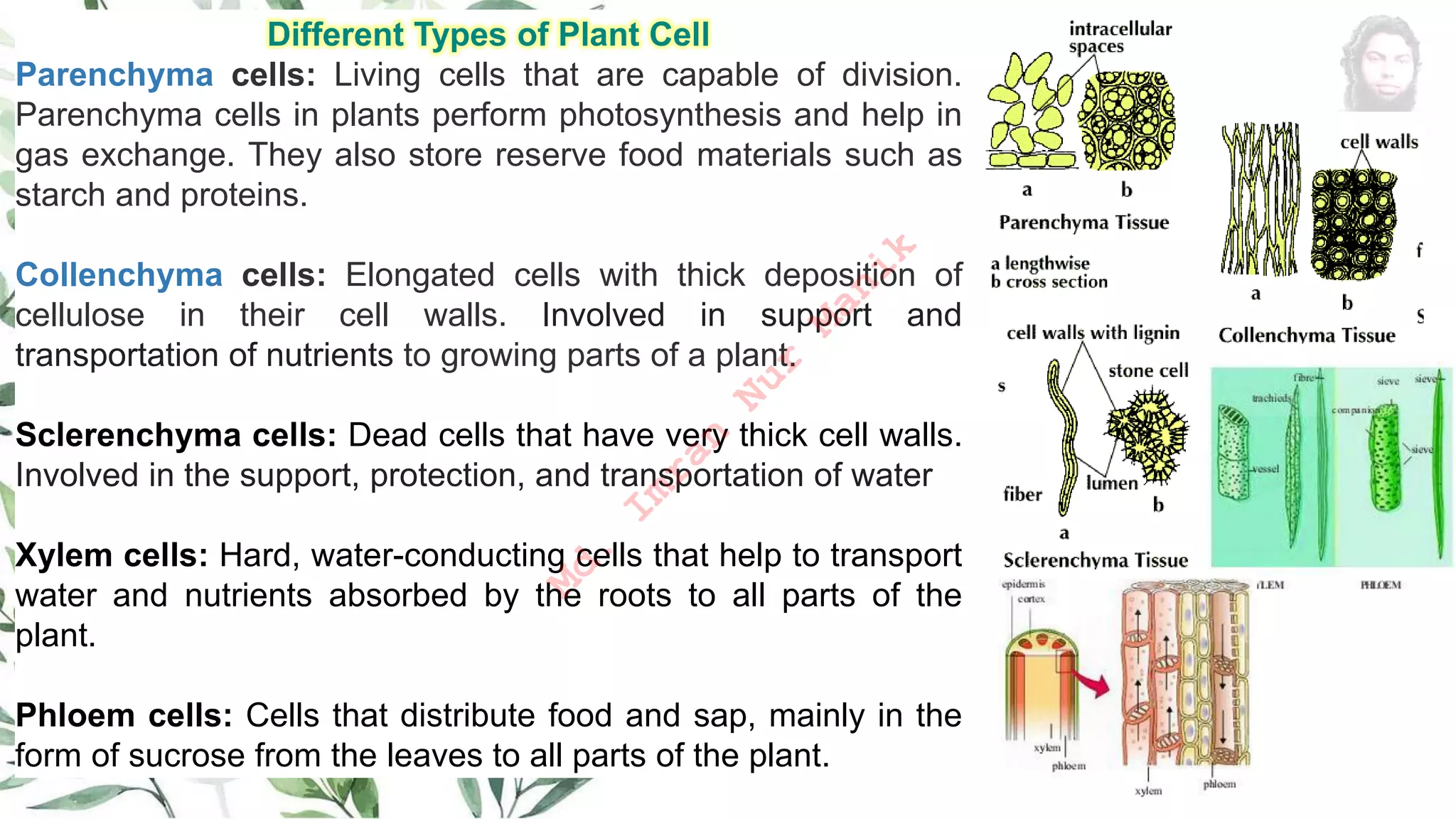 The Plant Cell (Pharmacognosy) MANIK | PDF