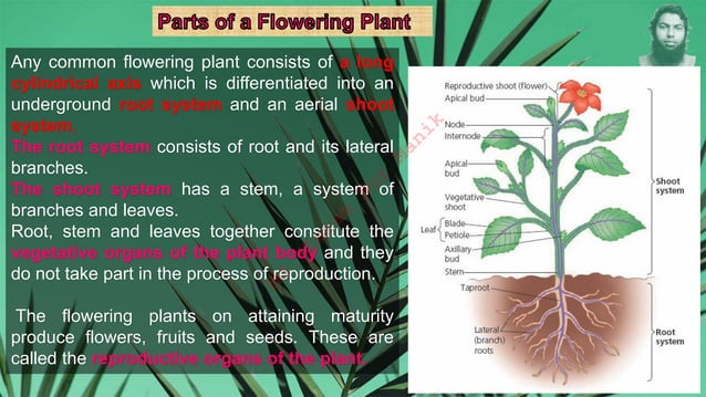 The Plant Cell (Pharmacognosy) MANIK | PDF