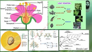 The Plant Cell (Pharmacognosy) MANIK | PDF